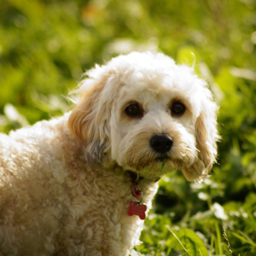 Pet Taxi - Crystal Palace - Pet Transportation - Clever Claws